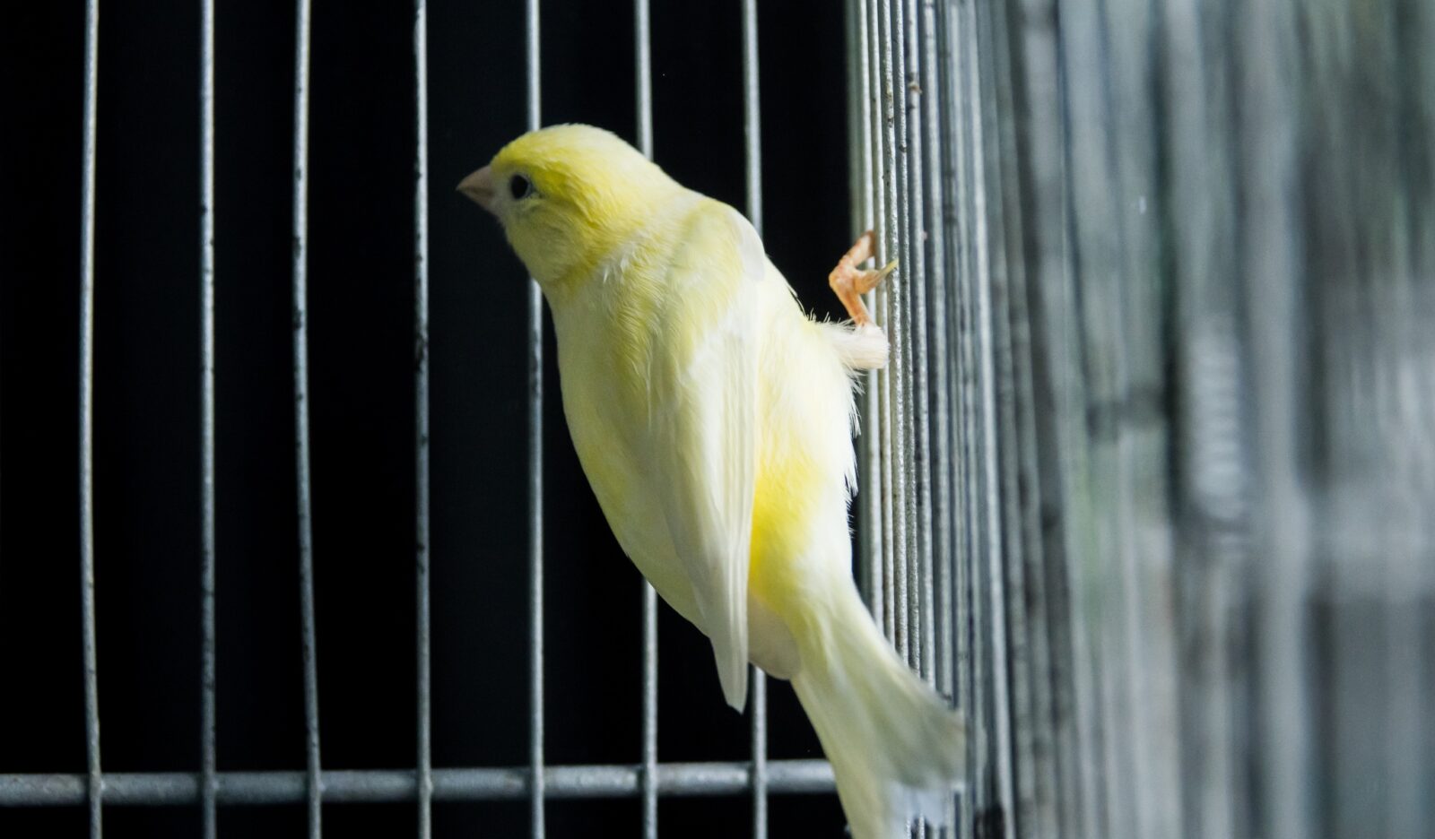 Gallium and Germanium - The Oregon Group - Critical Minerals and Energy ...