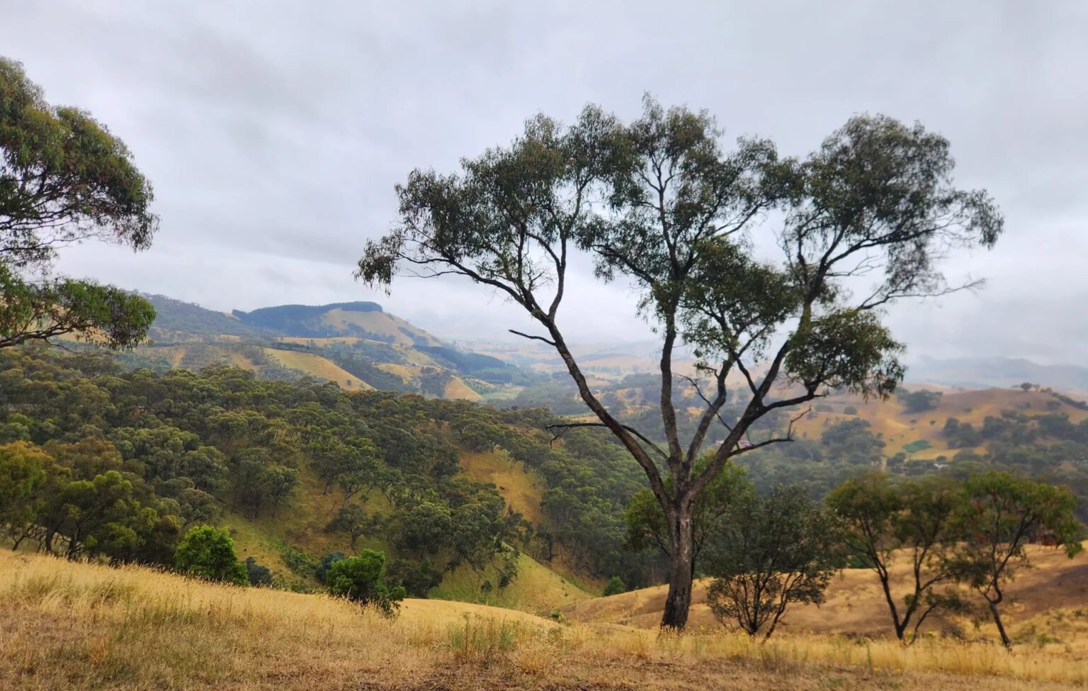 Golden Cross Resources: poised for Australia's next high-grade gold ...