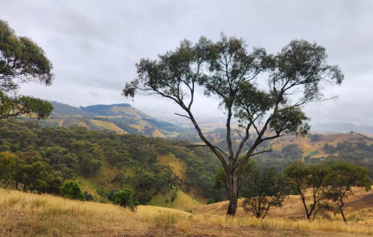 Golden Cross Resources: poised for Australia's next high-grade gold ...